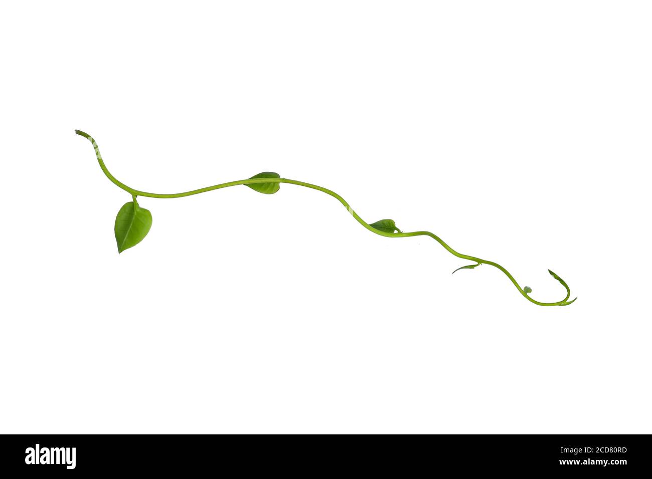 Ivy arch isolated Cut Out Stock Images & Pictures - Alamy