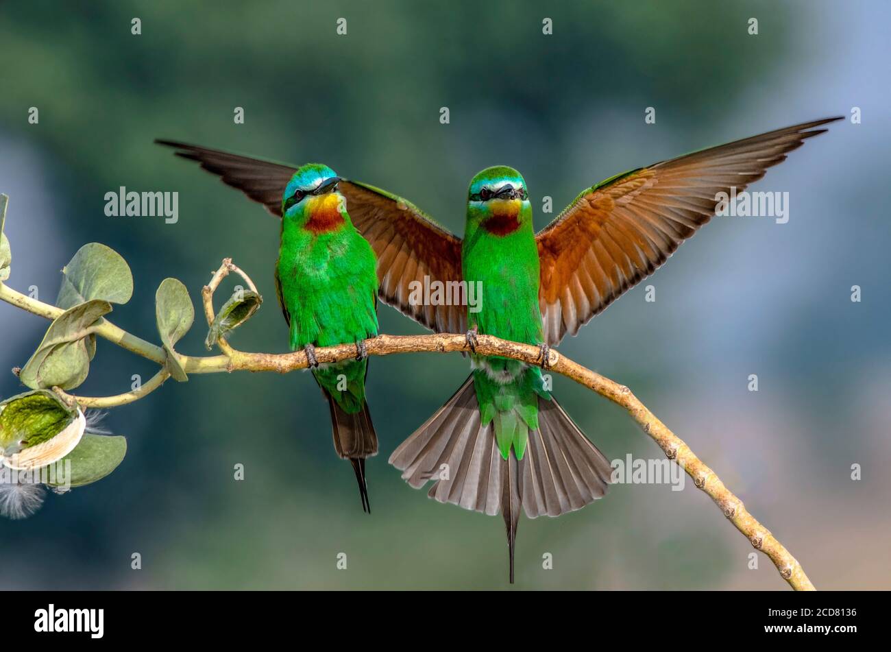 bee eaters in wildlife Stock Photo - Alamy