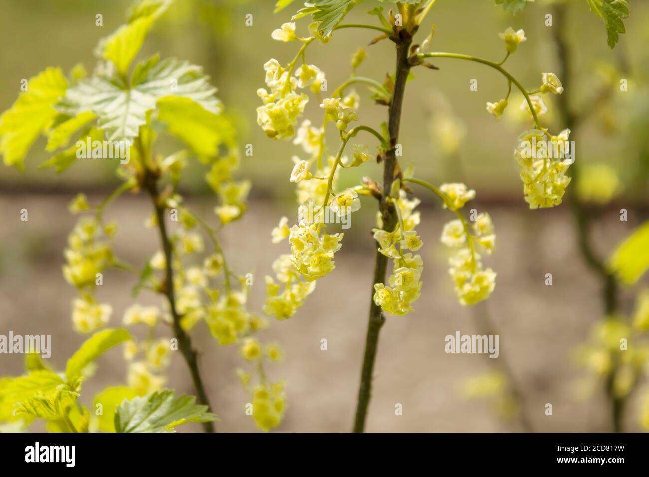 Young currant leaves and currant flowers bloom in the spring garden ...