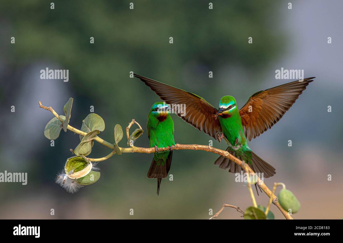 bee eaters in wildlife Stock Photo - Alamy