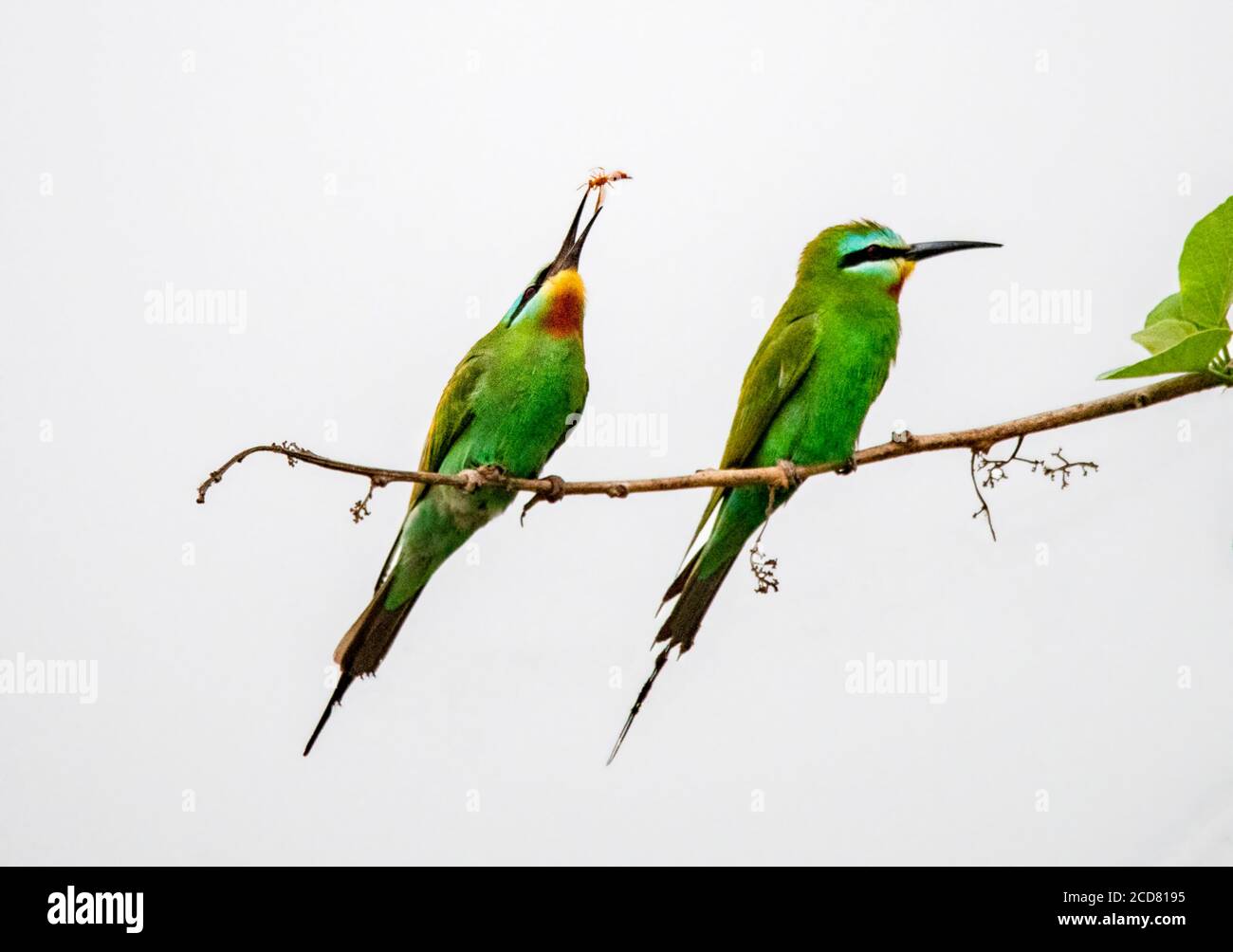 bee eaters in wildlife Stock Photo - Alamy