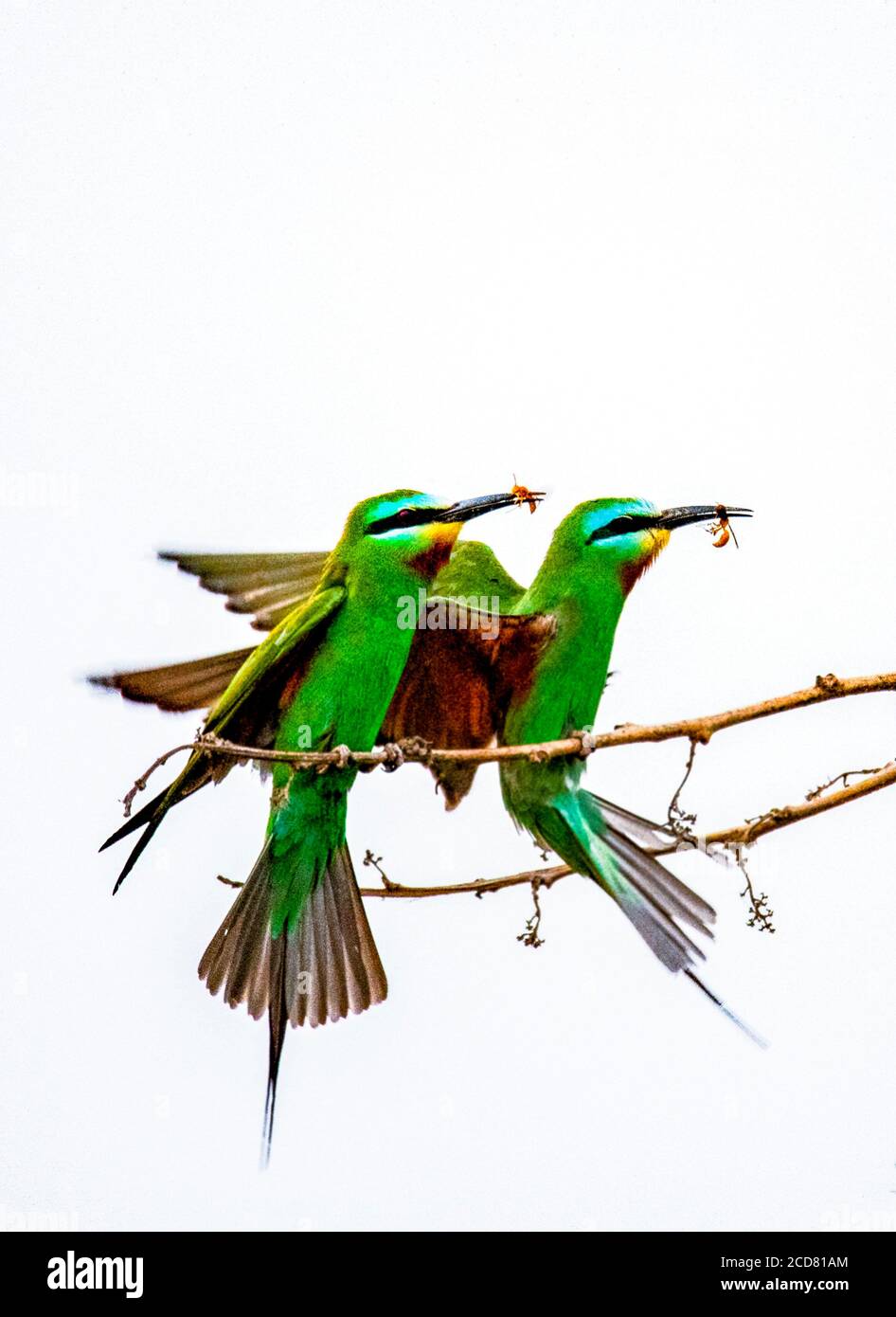 bee eaters in wildlife Stock Photo - Alamy