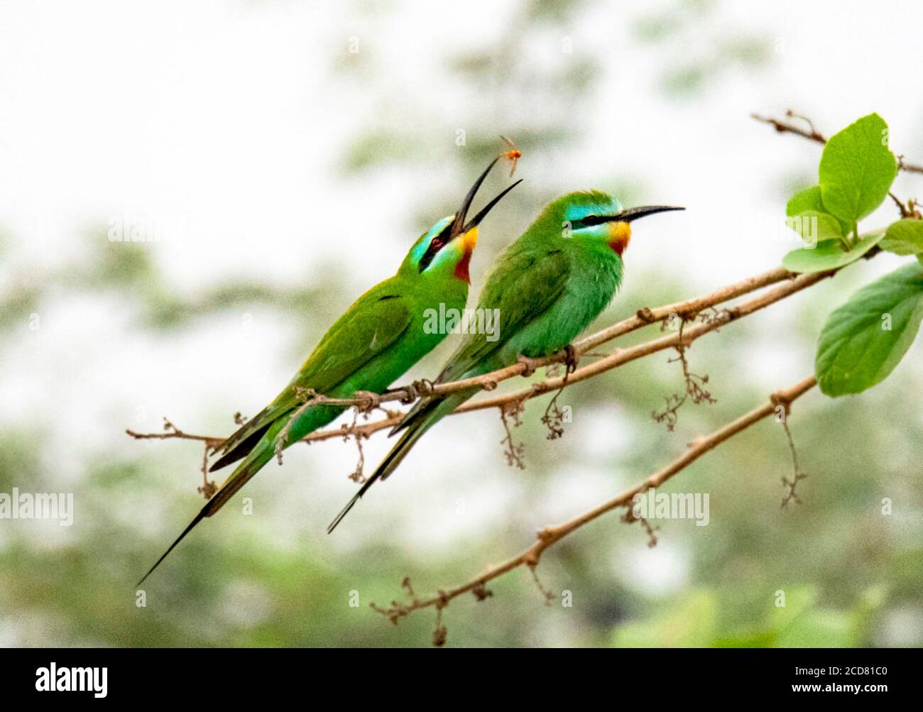 bee eaters in wildlife Stock Photo - Alamy