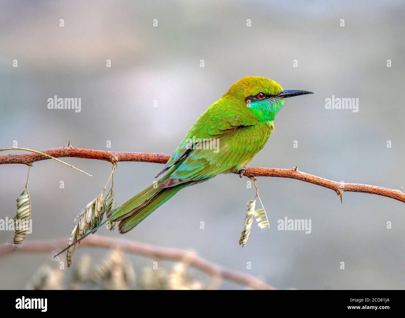 bee eaters in wildlife Stock Photo - Alamy