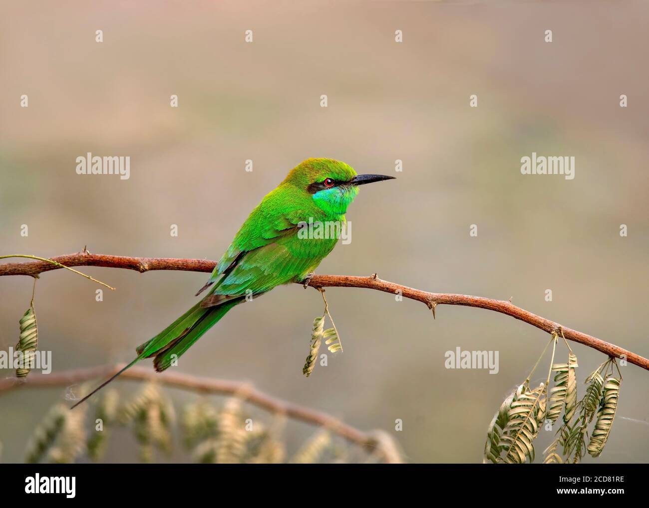 bee eaters in wildlife Stock Photo - Alamy