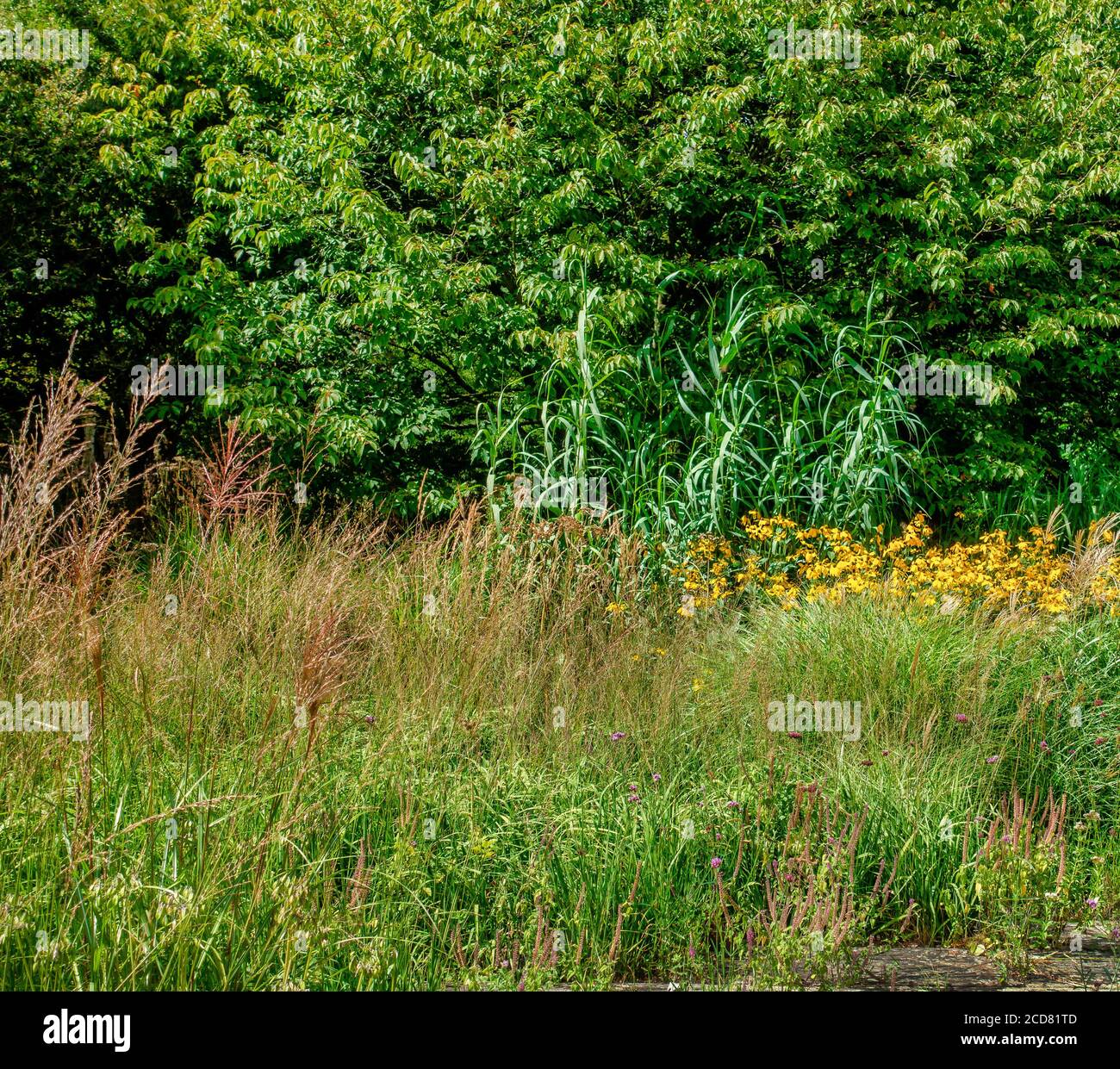 Border with grasses hi-res stock photography and images - Alamy