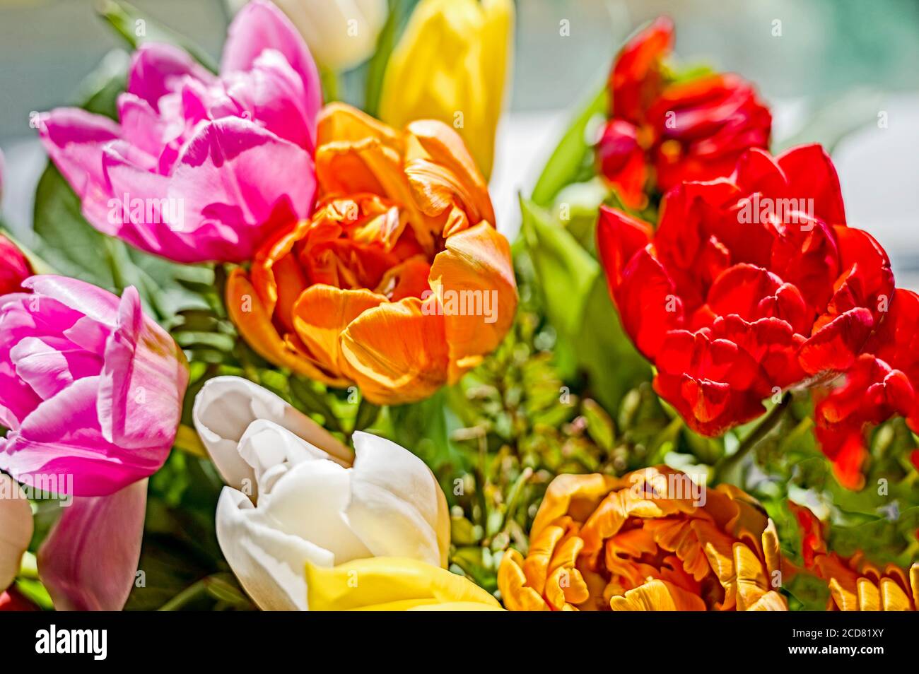 Colourful bunch of tulips; Bunter Tulpenstrauß Stock Photo - Alamy