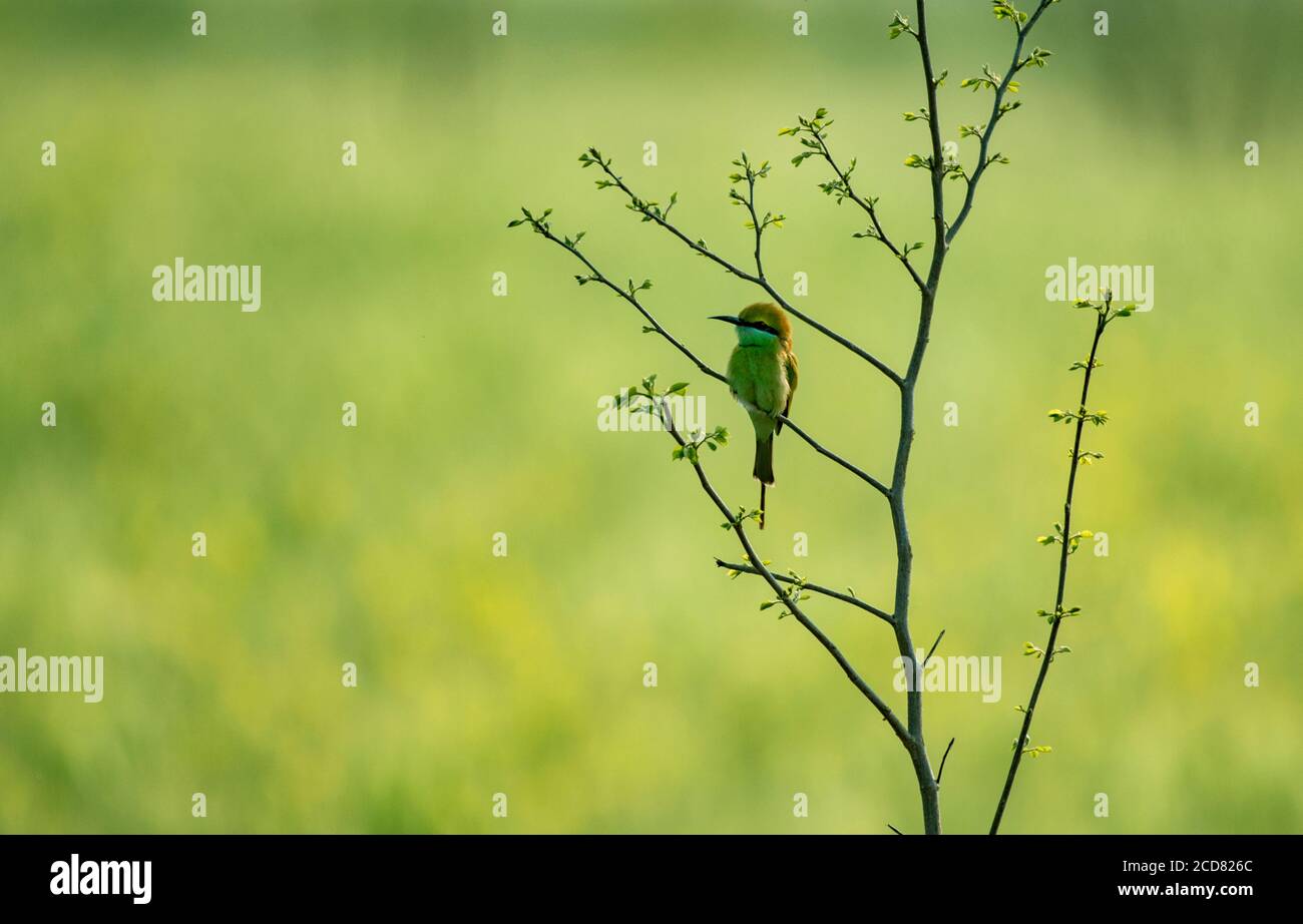 bee eaters in wildlife Stock Photo - Alamy