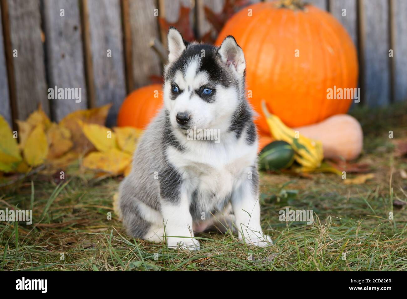Pomsky Puppy in a fall autumn scene Stock Photo - Alamy