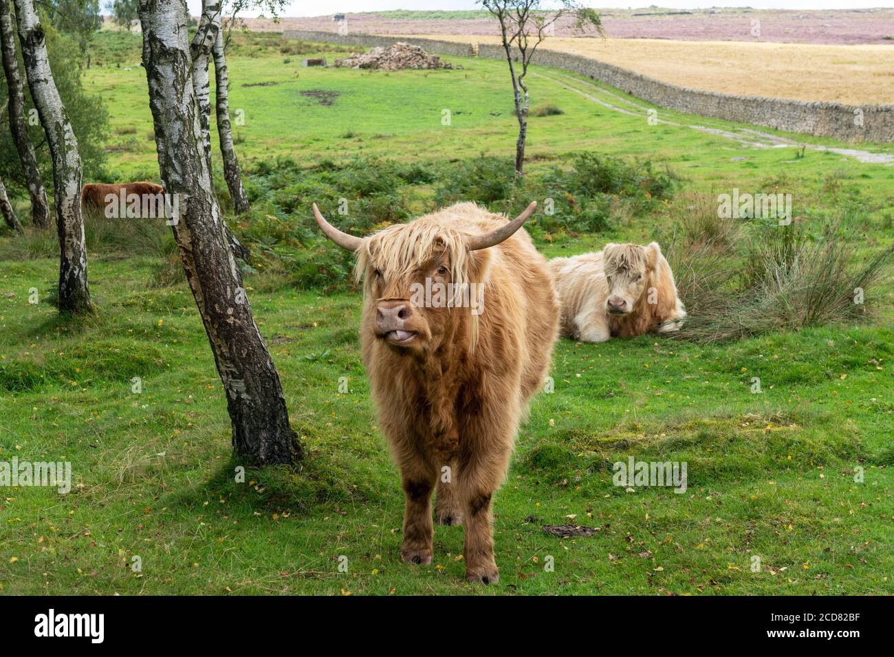Cattle roaming hi-res stock photography and images - Alamy