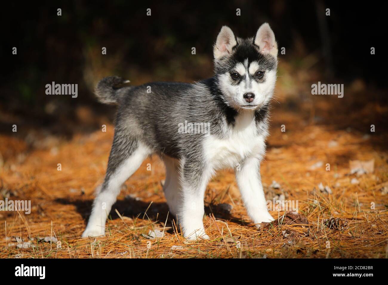 Pomsky Puppy standing outside alert Stock Photo - Alamy