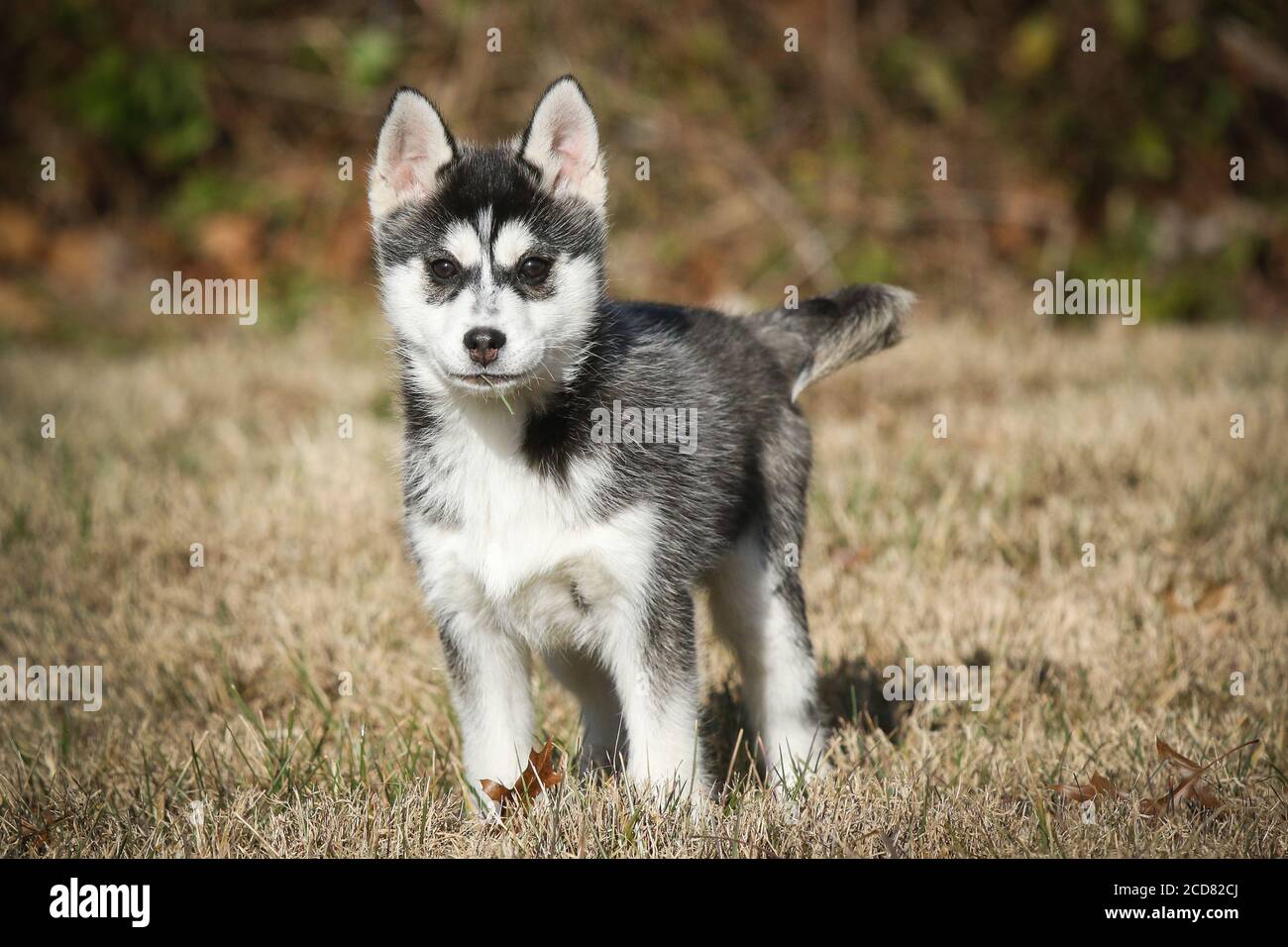 Pomsky Puppy standing outside alert Stock Photo - Alamy
