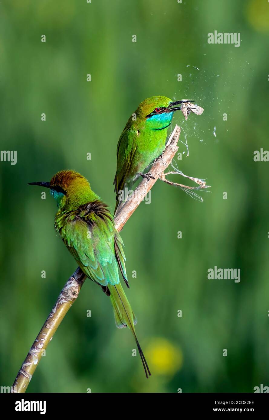 bee eaters in wildlife Stock Photo - Alamy