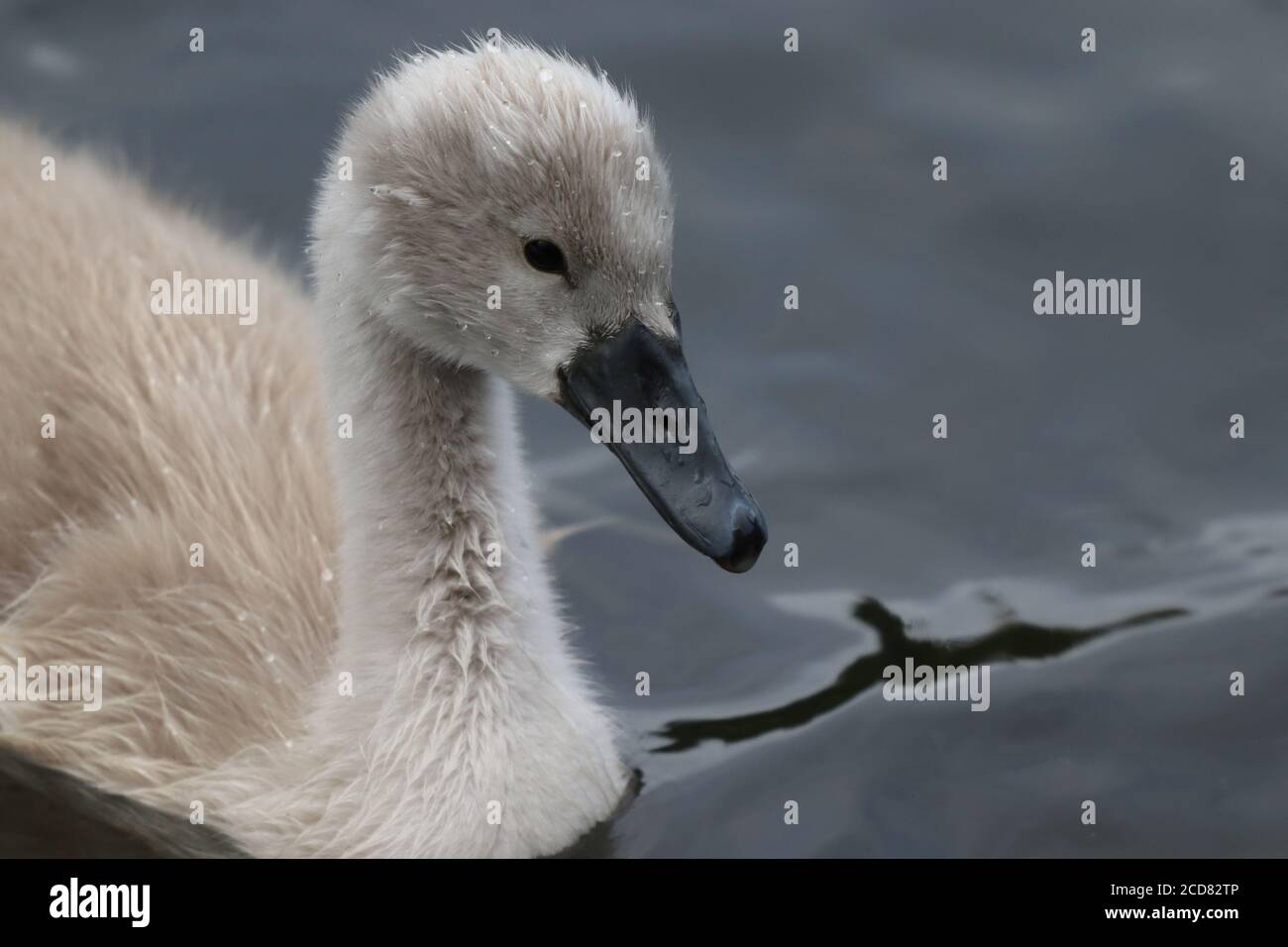 Cygnet on water hi-res stock photography and images - Alamy