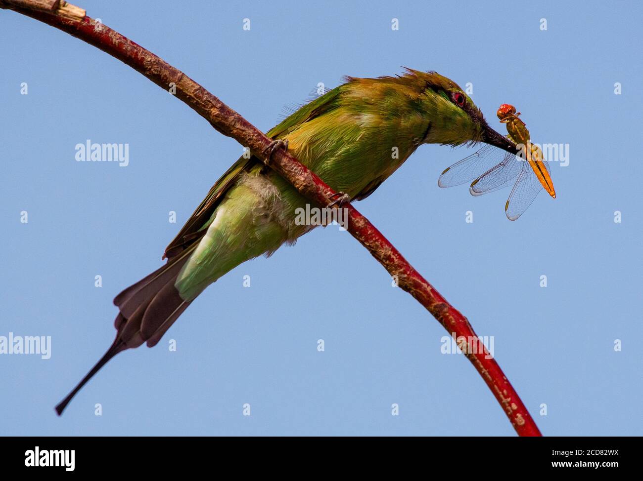 bee eaters in wildlife Stock Photo - Alamy