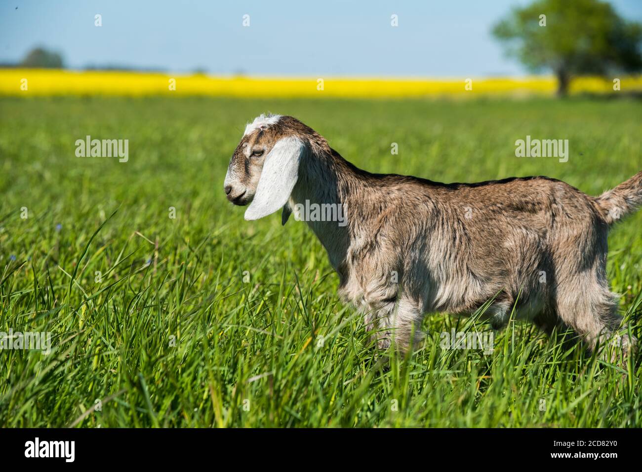 south african boer goat doeling portrait on nature Stock Photo - Alamy