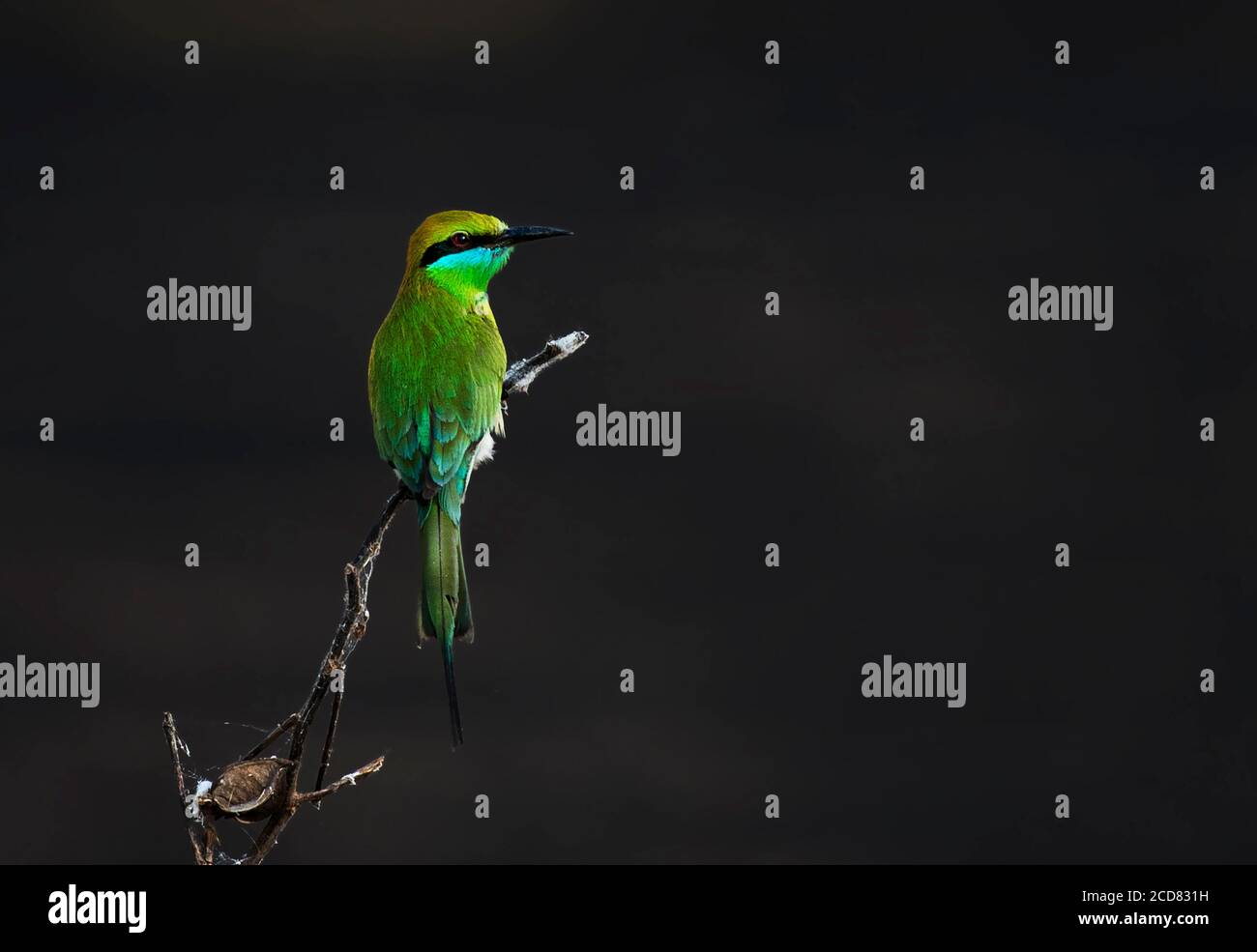 bee eaters in wildlife Stock Photo - Alamy