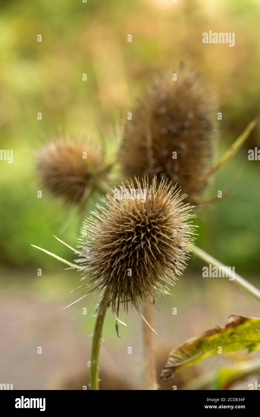 Close-up Teasel showing natural spikes and textures Stock Photo - Alamy