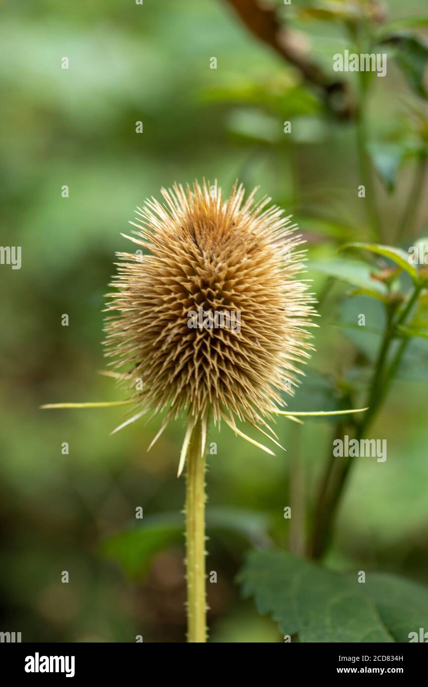 Close-up Teasel showing natural spikes and textures Stock Photo - Alamy