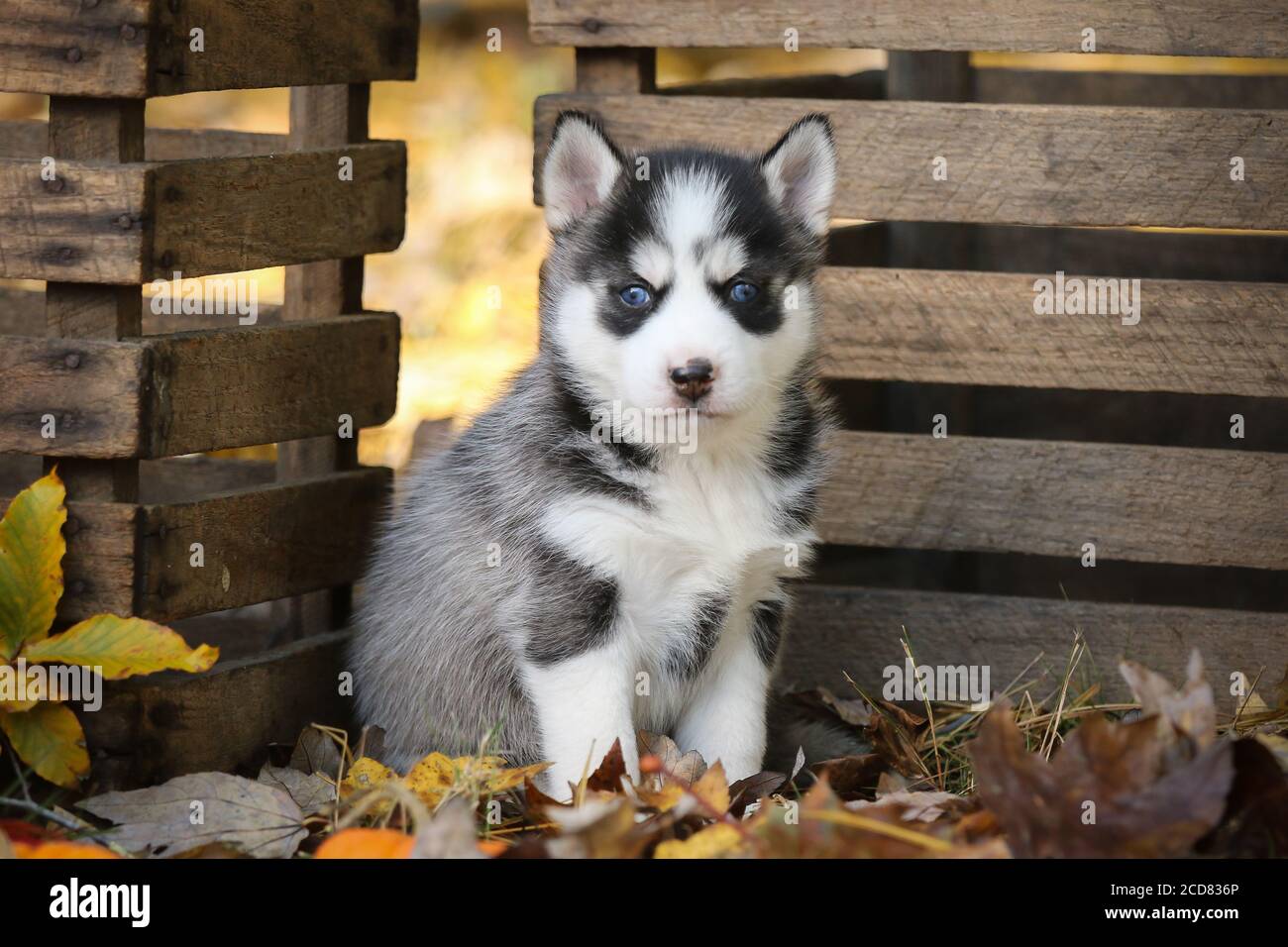 Pomsky Puppy in a fall autumn scene Stock Photo - Alamy