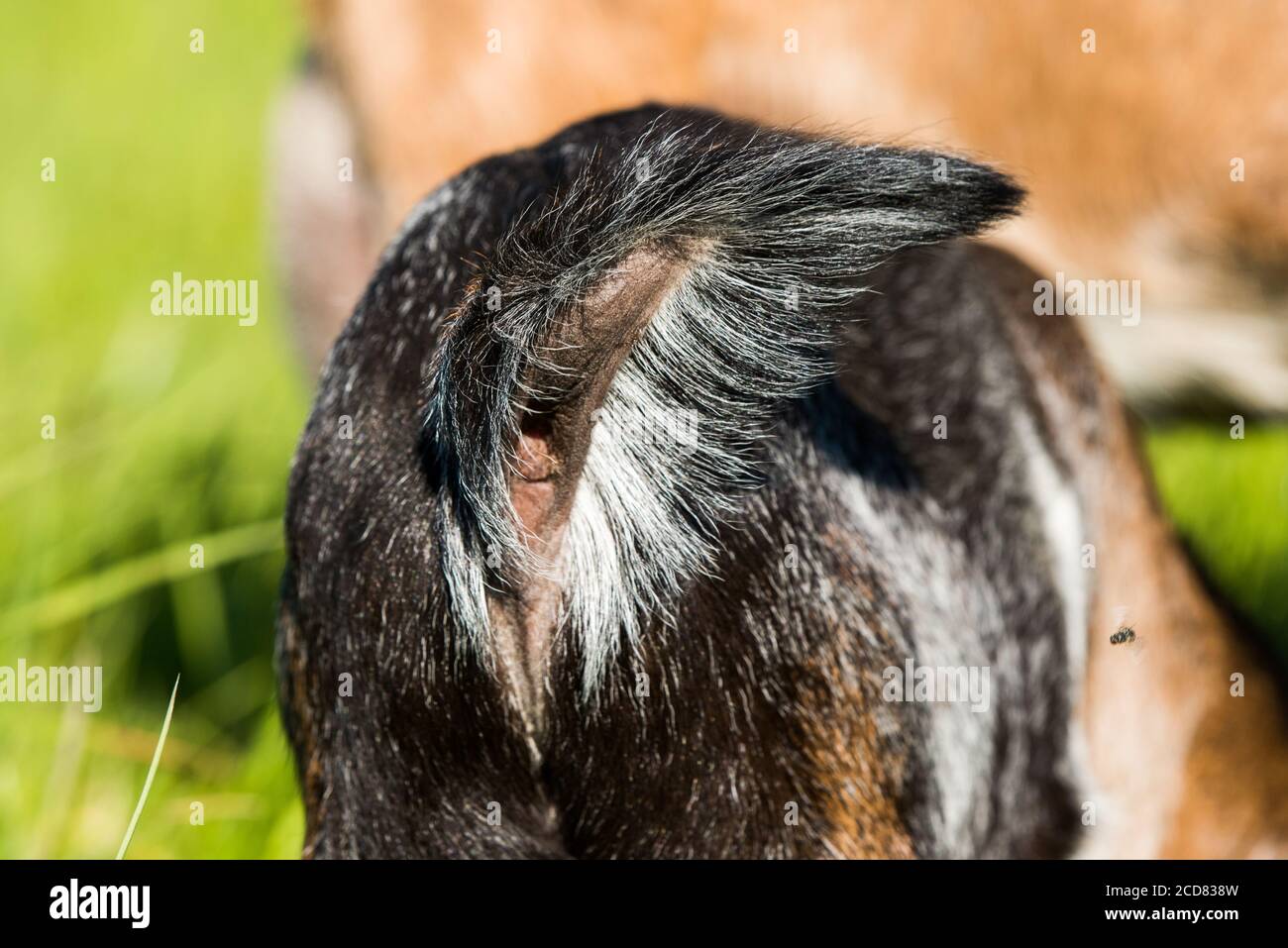 Brown goat tail back view outdoor in nature Stock Photo - Alamy