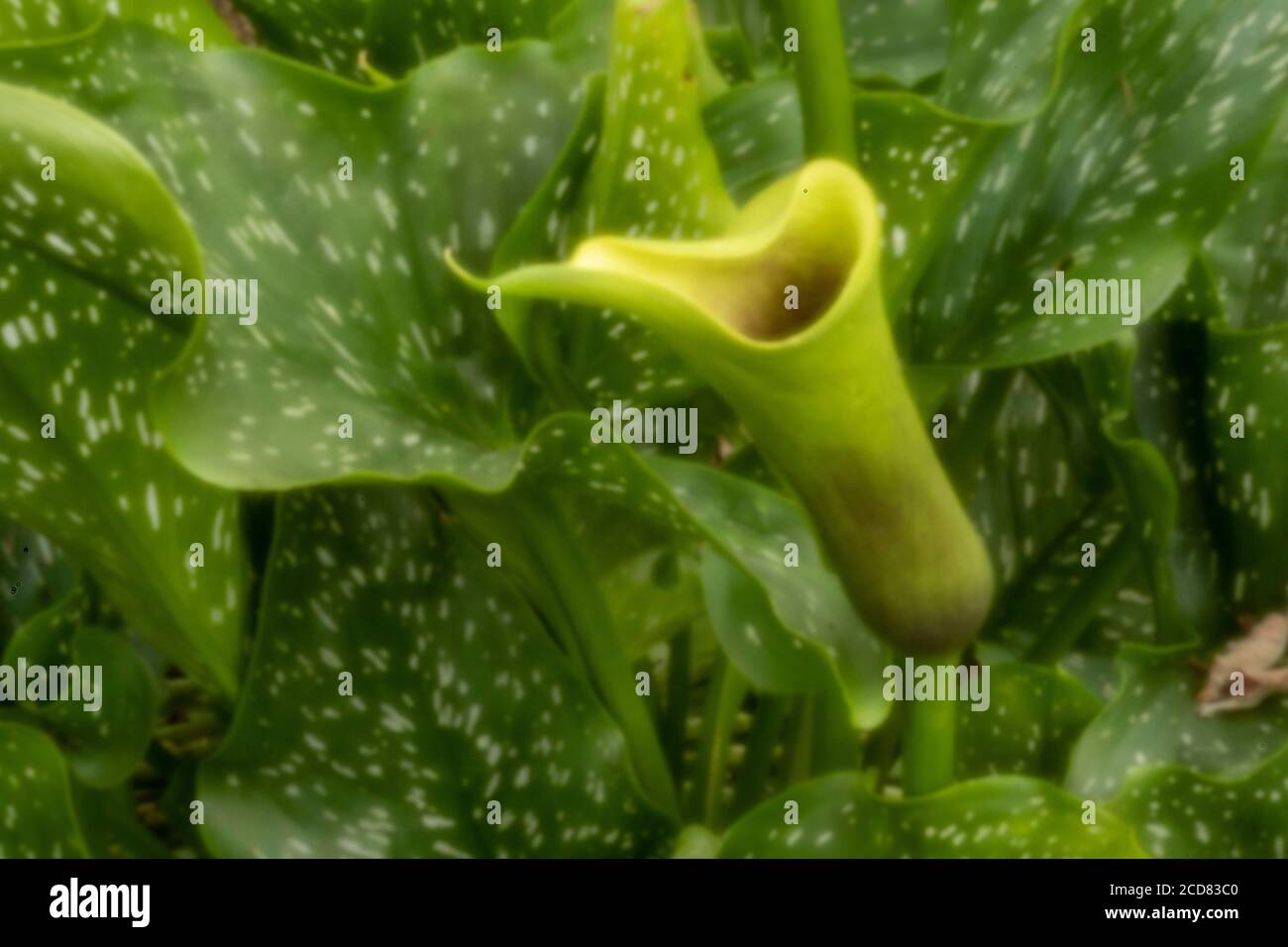 Calla Lilly close up natural plant portrait Stock Photo - Alamy