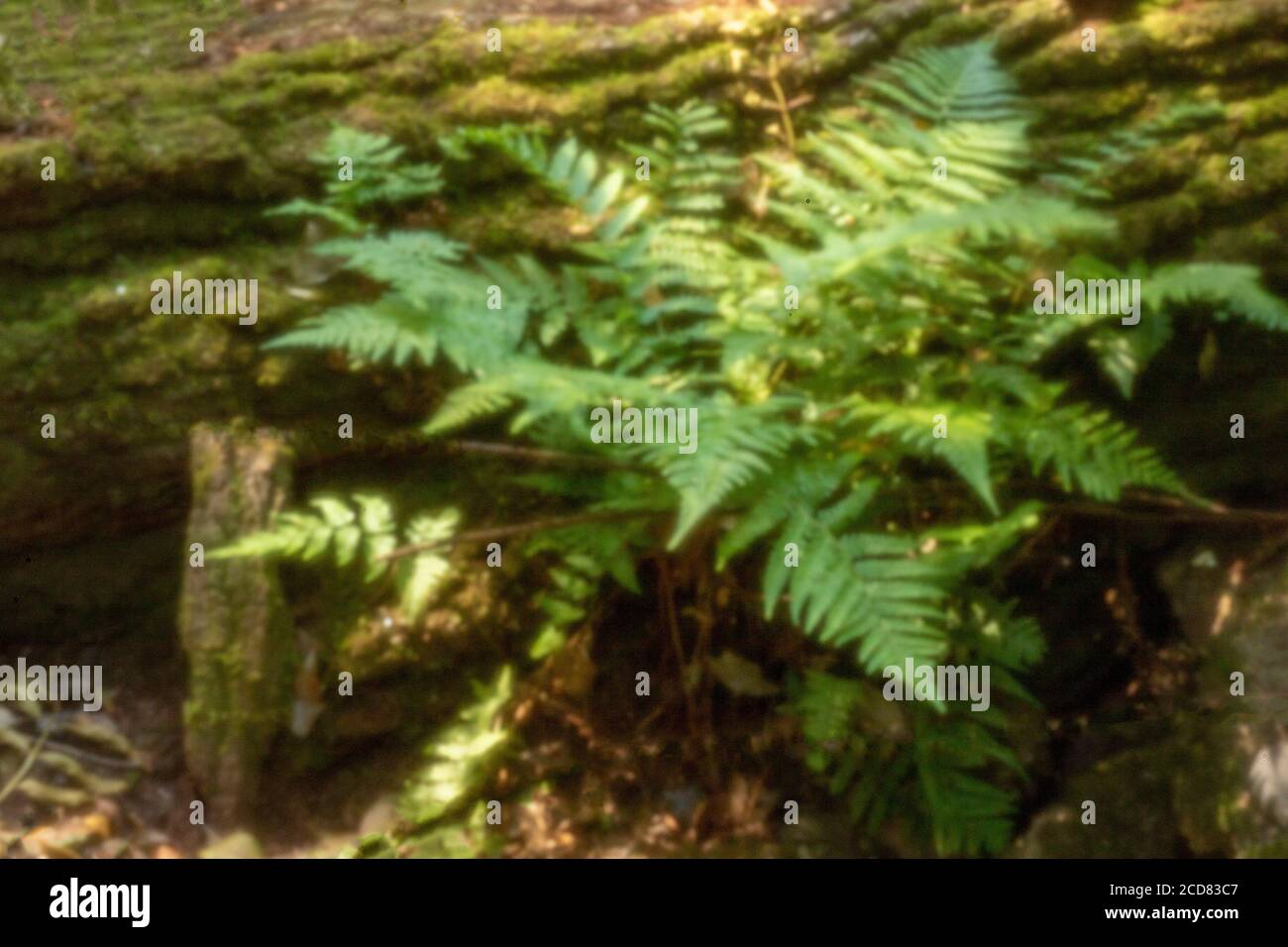 Pinhole nature photograph of fern clump Stock Photo - Alamy