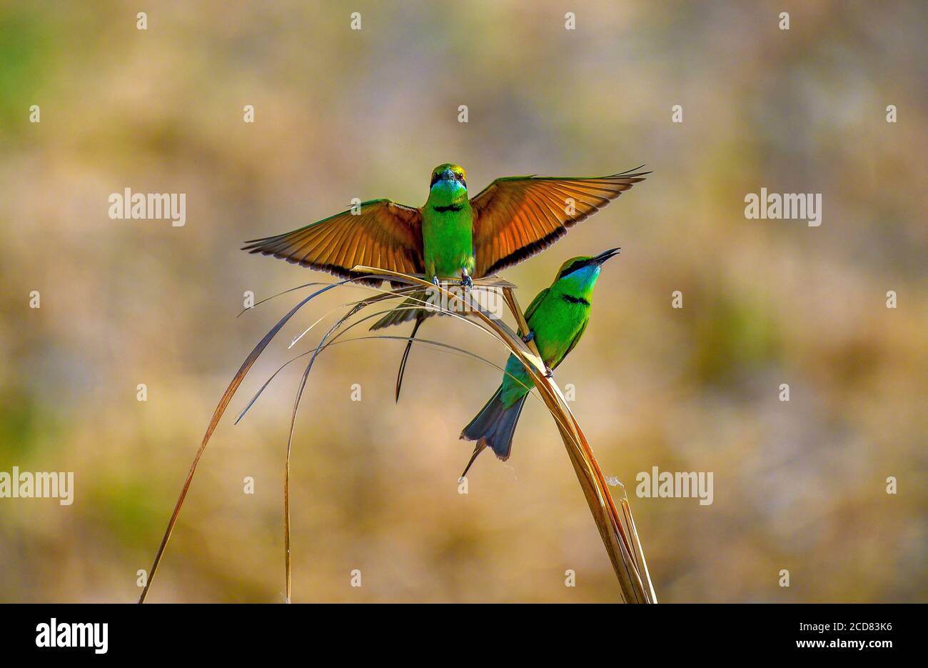 bee eaters in wildlife Stock Photo - Alamy