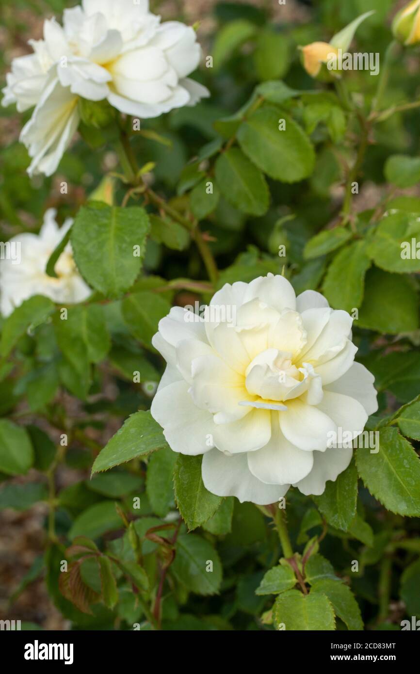Imogen rose hi-res stock photography and images - Alamy