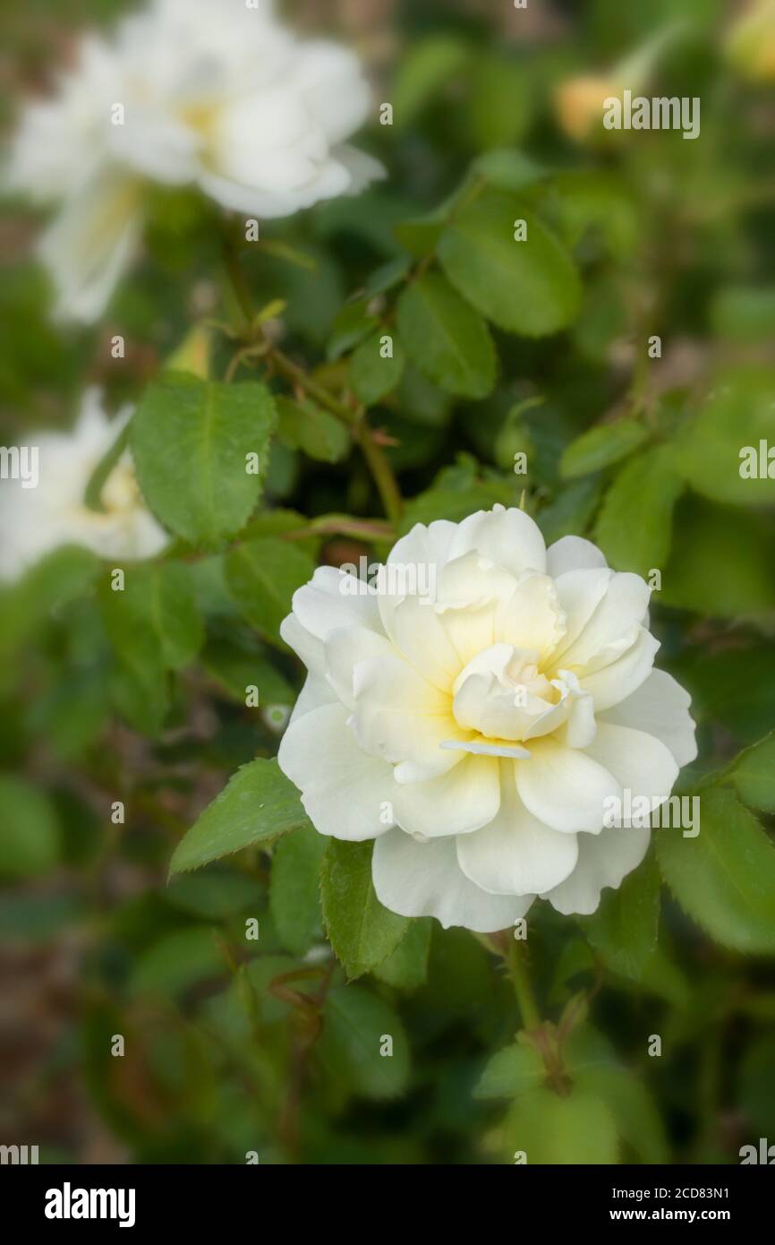 Imogen rose hi-res stock photography and images - Alamy
