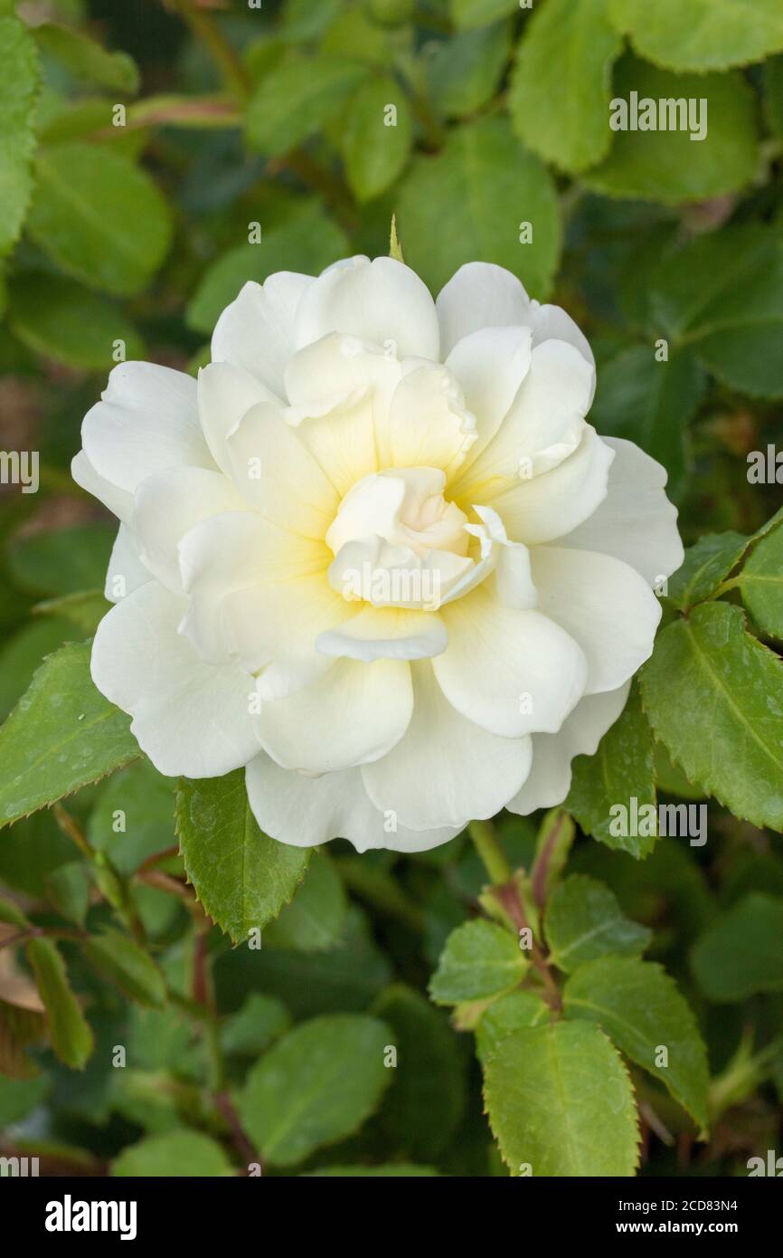 Rose "Imogen", natural garden plant portrait Stock Photo - Alamy