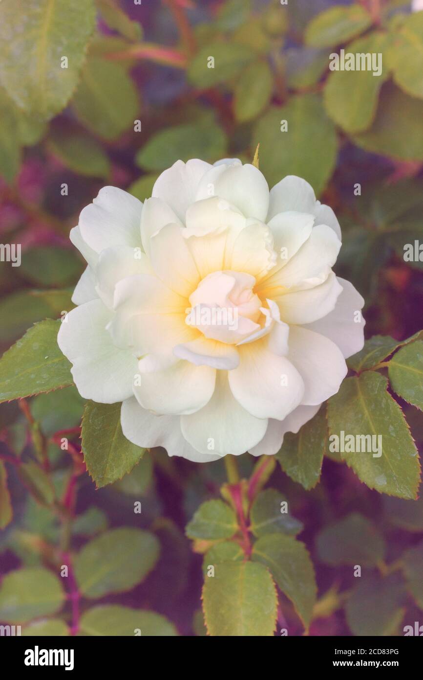 Imogen rose hi-res stock photography and images - Alamy