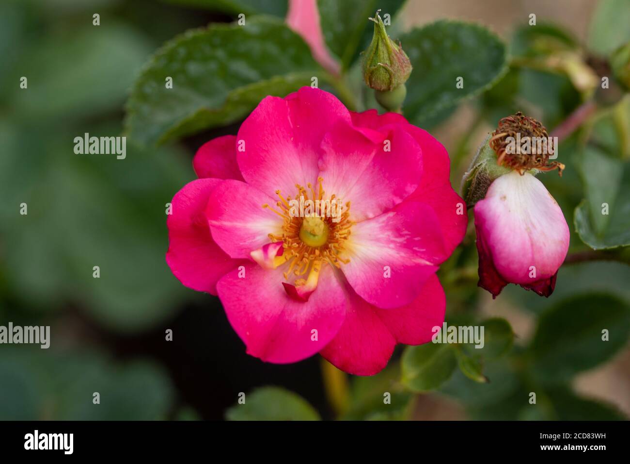 Roses cheeks hi-res stock photography and images - Alamy