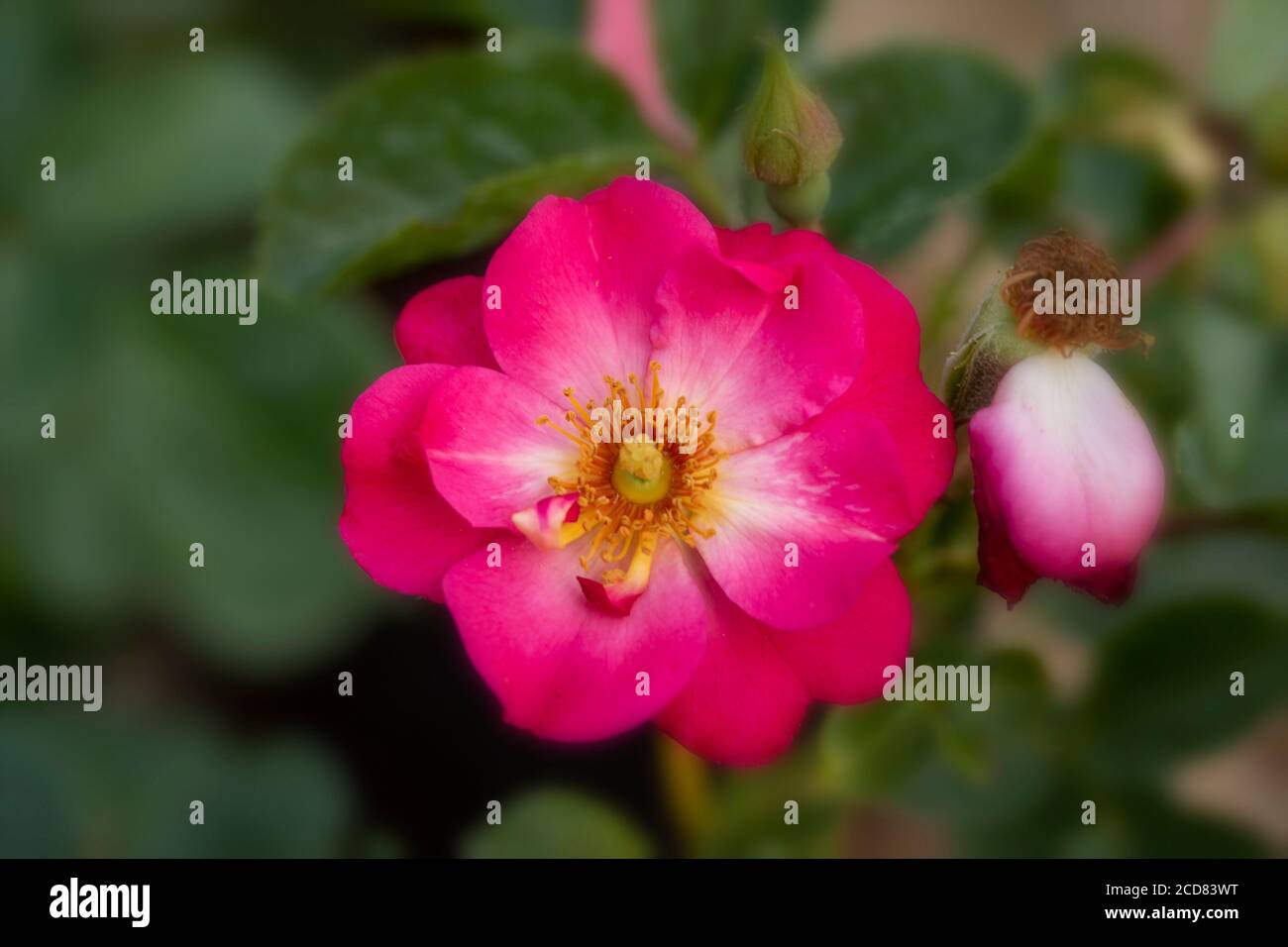 Rose Rosy Cheeks High Resolution Stock Photography and Images - Alamy