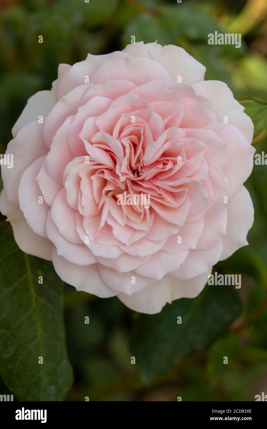 Rose "our Beth" natural garden plant portrait Stock Photo - Alamy