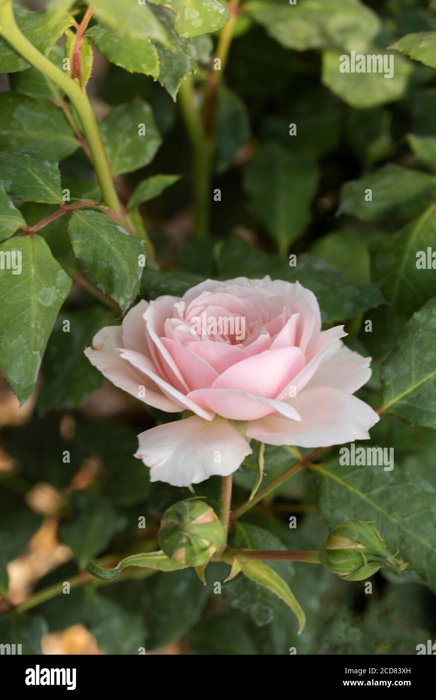 Rose our beth hi-res stock photography and images - Alamy