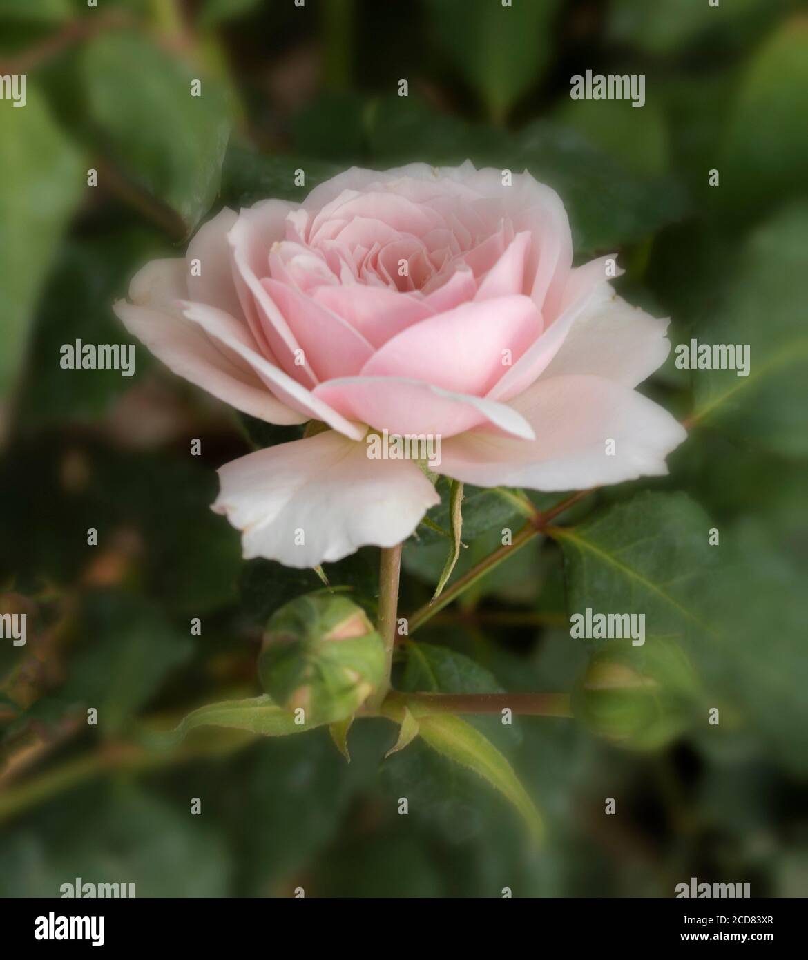 Rose our beth hi-res stock photography and images - Alamy