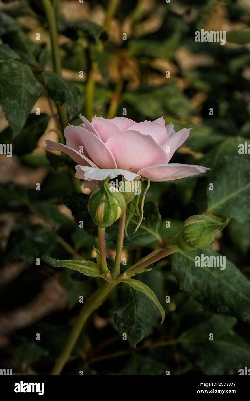 Rose "our Beth" natural garden plant portrait Stock Photo - Alamy