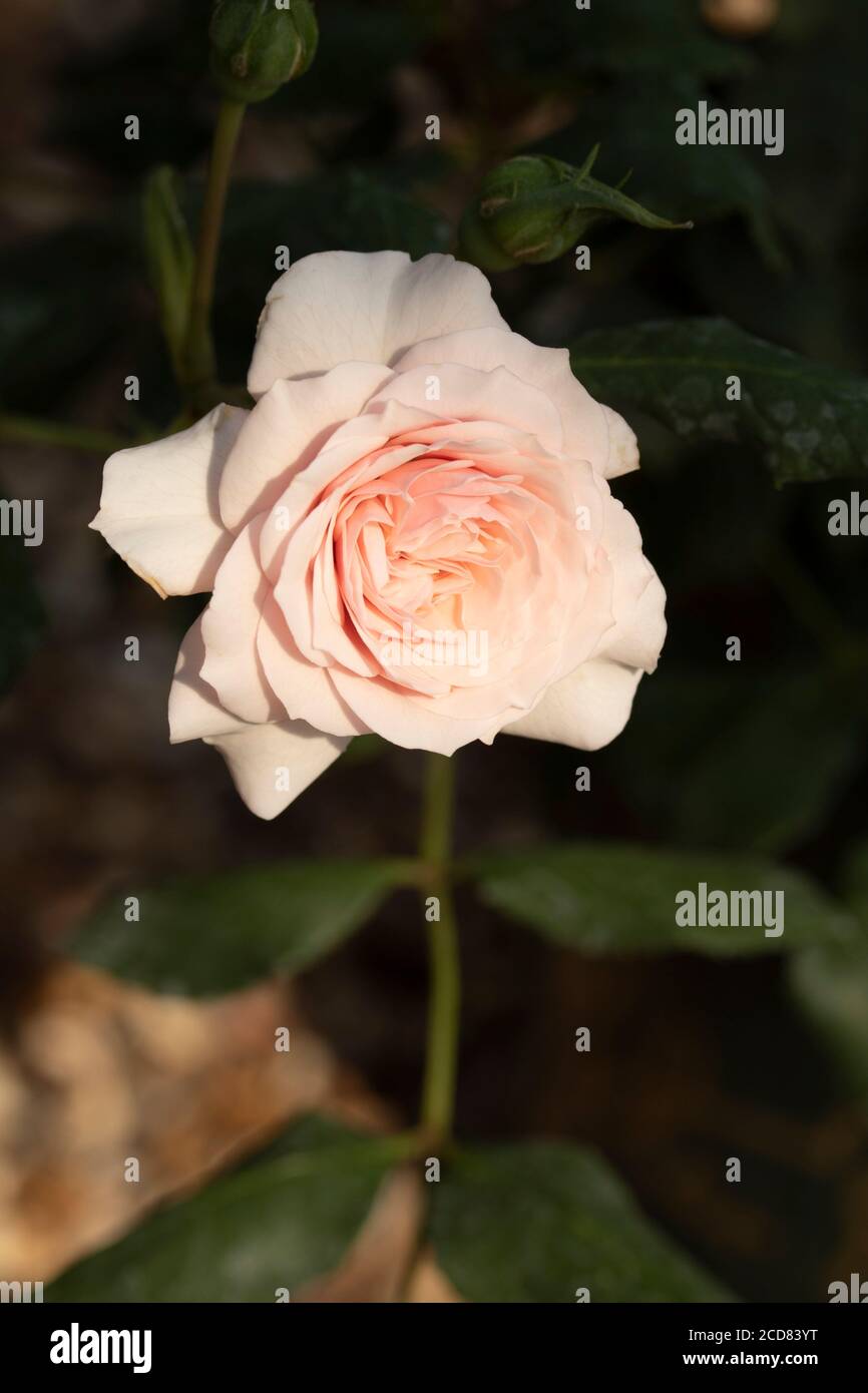 Rose our beth hi-res stock photography and images - Alamy
