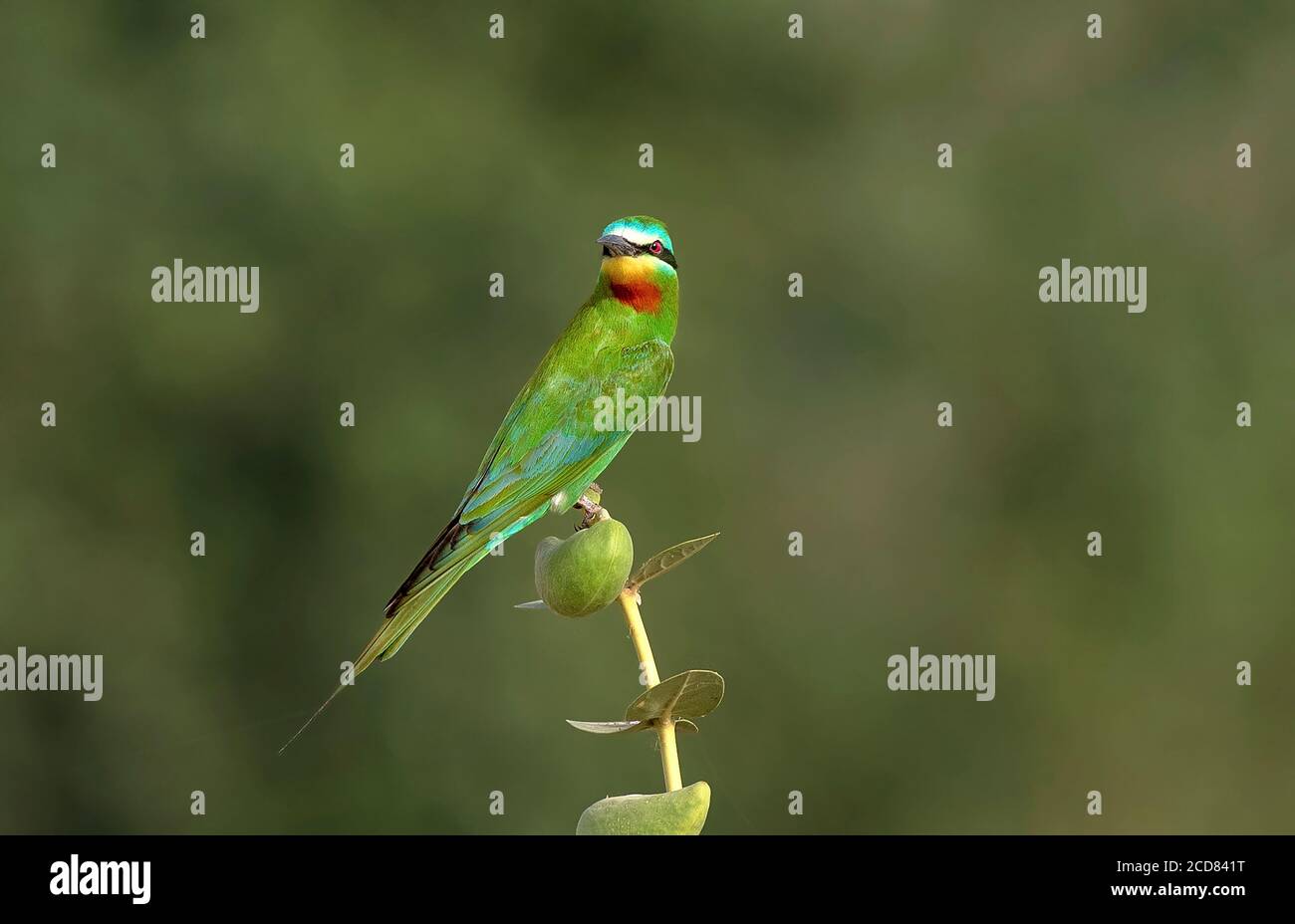 bee eaters in wildlife Stock Photo - Alamy