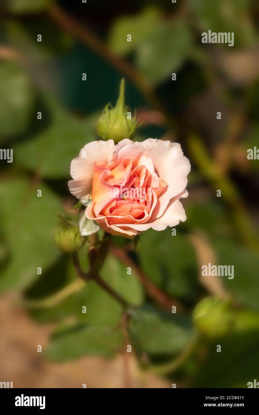 Rosa James Galway High Resolution Stock Photography and Images - Alamy