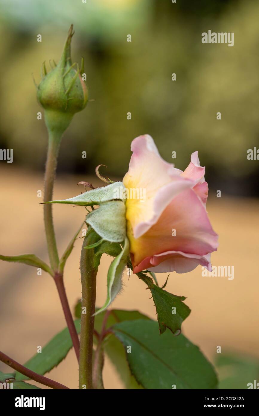 Rosa James Galway High Resolution Stock Photography and Images - Alamy