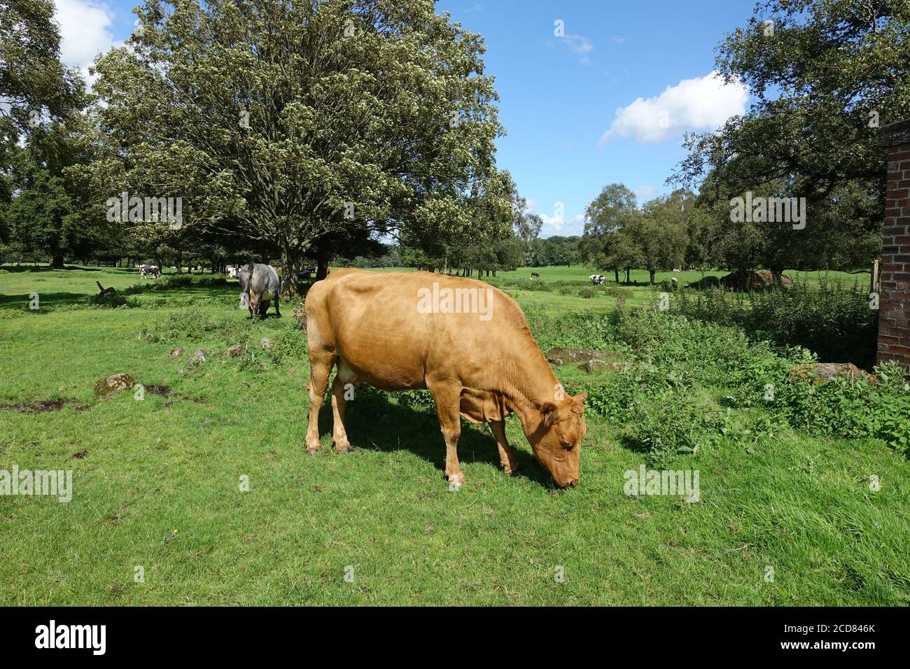 Walk Lambley Viaduct Stock Photo - Alamy