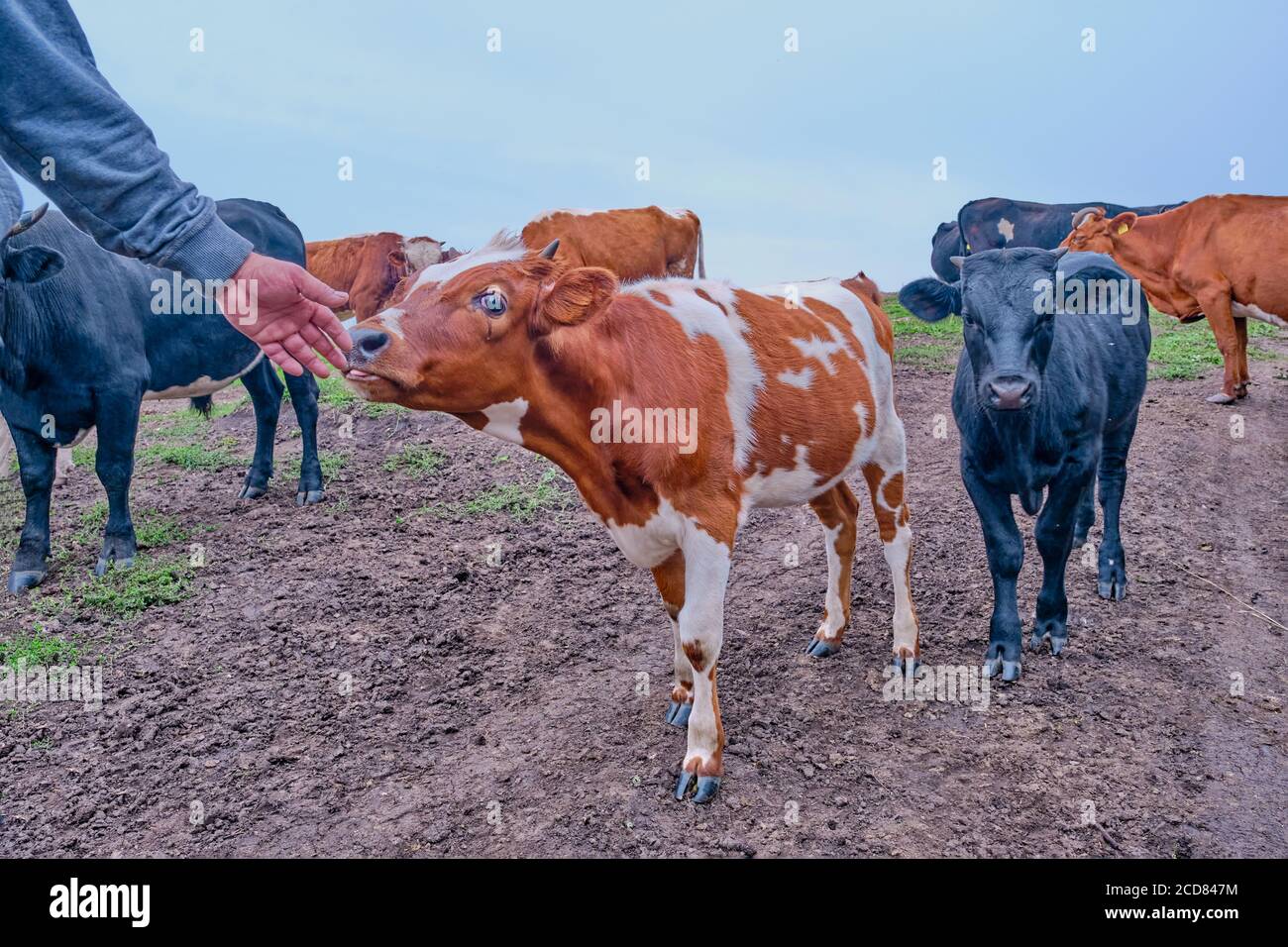 Red bull hand hi-res stock photography and images - Alamy