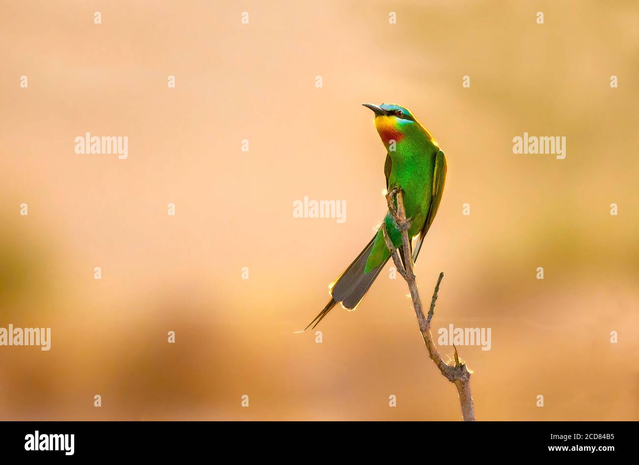 bee eaters in wildlife Stock Photo - Alamy