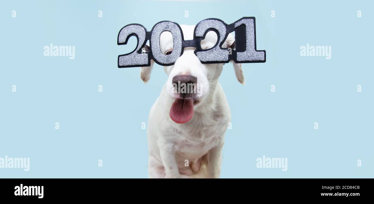 funny dog pet new year sticking tongue out blowing a raspberry wearing ...