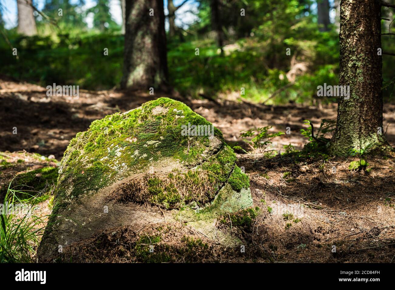 Mossy rock in an abandoned forest Stock Photo - Alamy