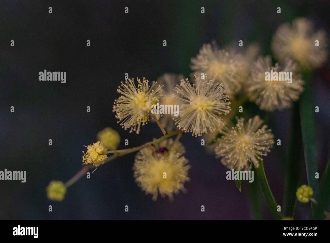 Australian yellow wattle Stock Photo - Alamy