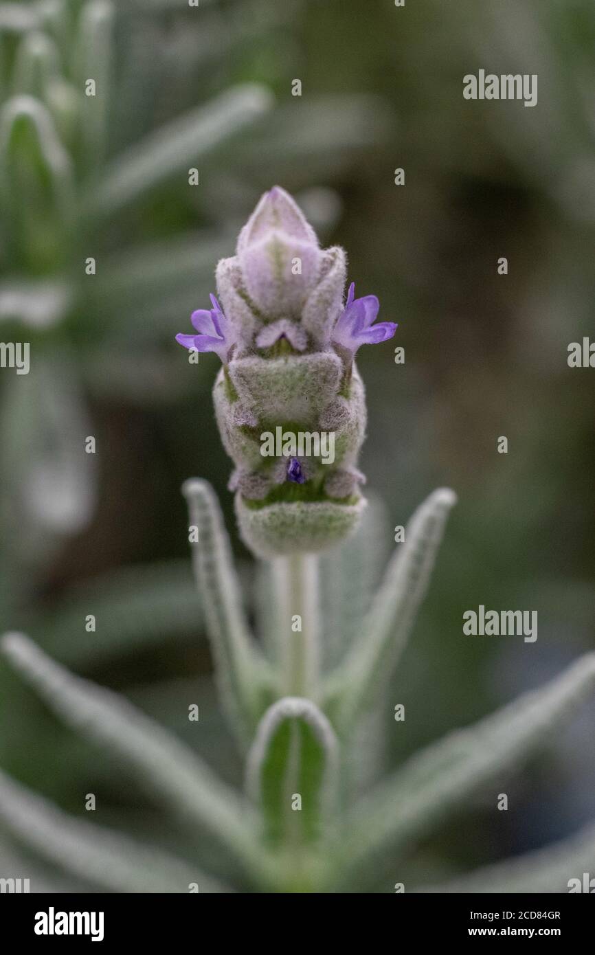 A Close up of lavender Stock Photo - Alamy