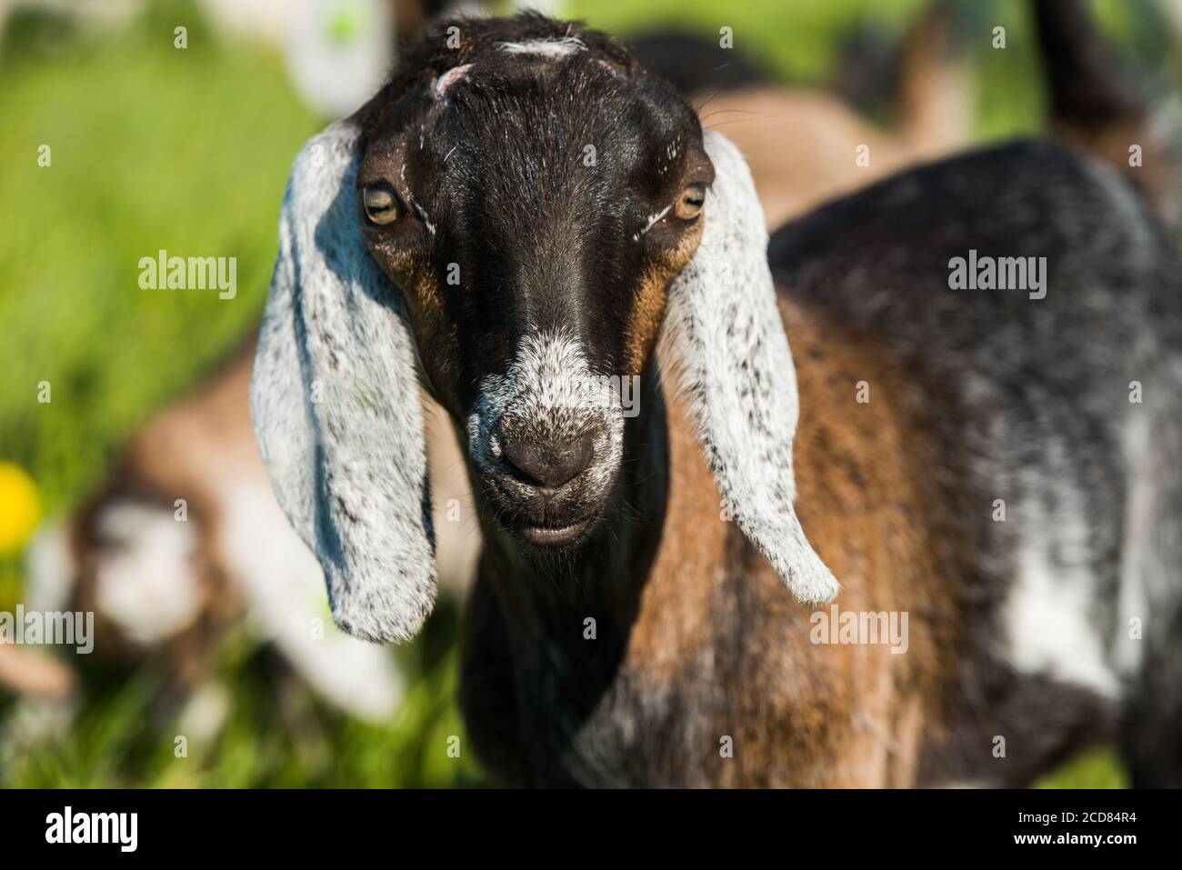 south african boer goat doeling portrait on nature Stock Photo - Alamy